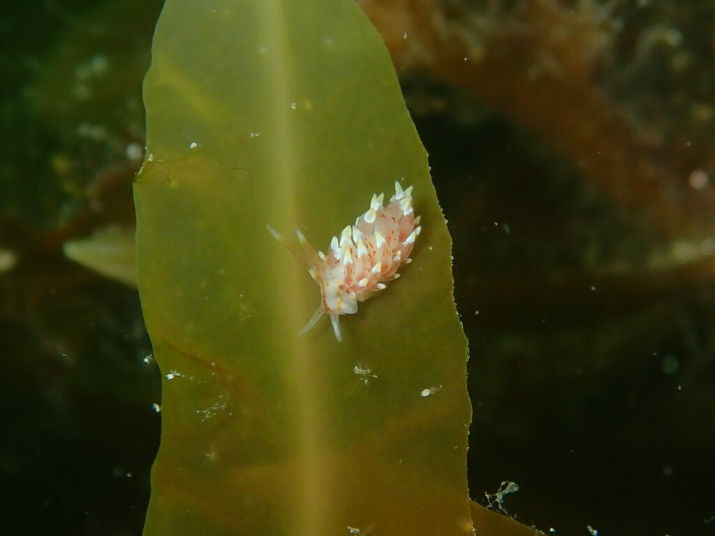 Trinchesia from South Channel Fort on April 4, 2024 at 12:30 PM by Nick ...