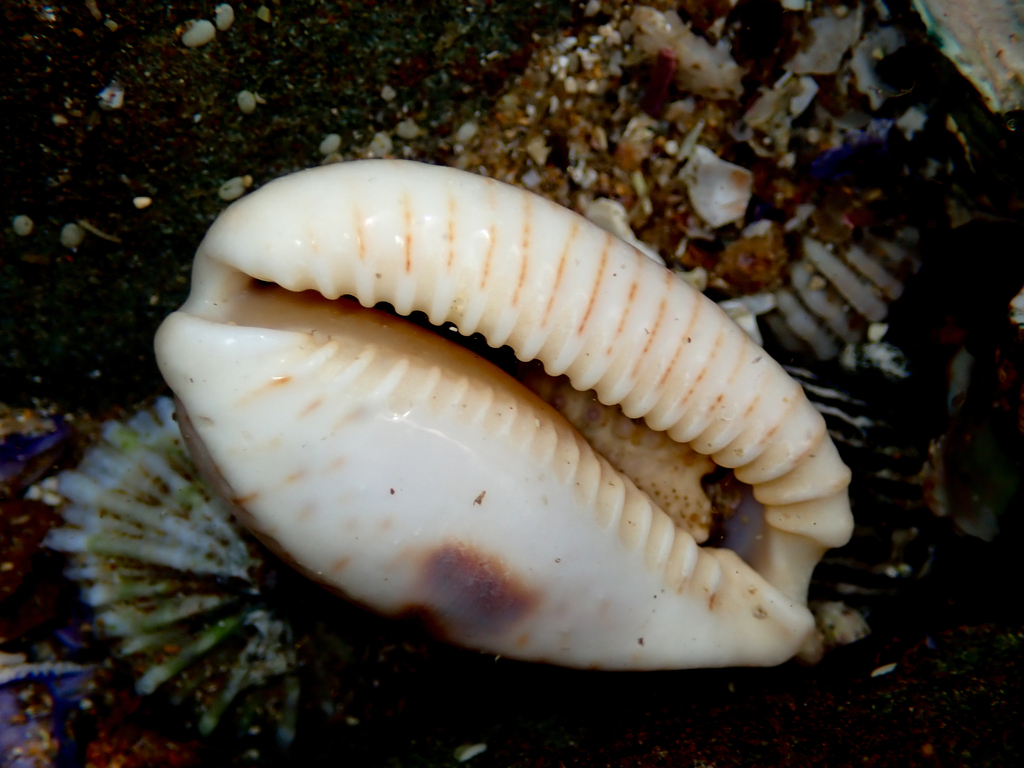Eroded Cowry from Bateau Bay Beach, NSW, Australia on April 8, 2024 at ...