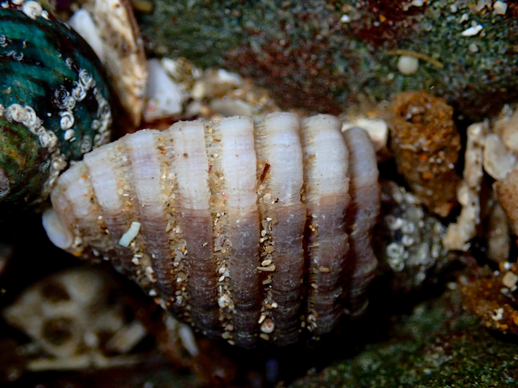 Cart-Rut Shell from Bateau Bay Beach, NSW, Australia on April 8, 2024 ...