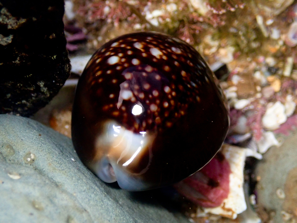 Snakehead Cowrie from Bateau Bay Beach, NSW, Australia on April 8, 2024 ...