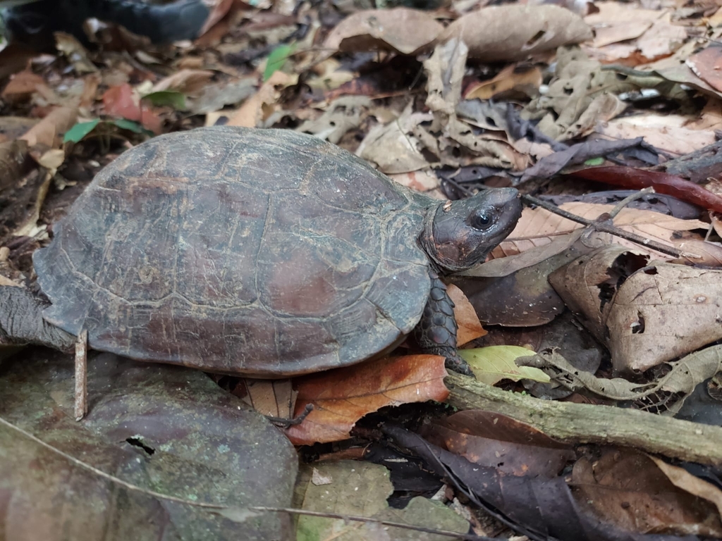 Spiny Terrapin in April 2024 by KJ · iNaturalist