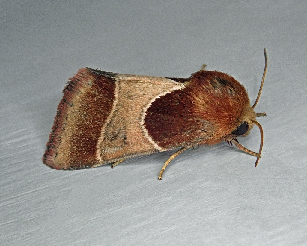 Arcigera Flower Moth from Salem, NH 03079, USA on August 4, 2022 at 05: ...