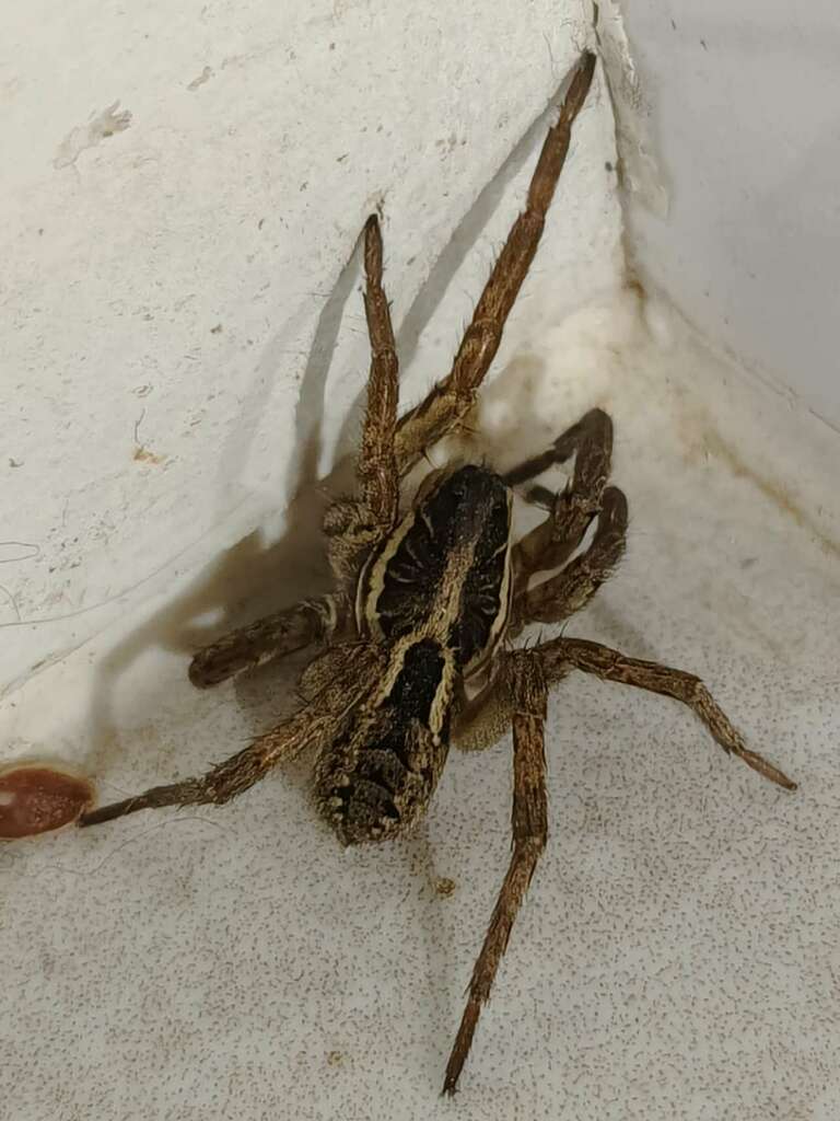 Lycosinae from 澳大利亚昆士兰州加顿邮政编码: 4343 on April 8, 2024 at 06:48 PM by ...