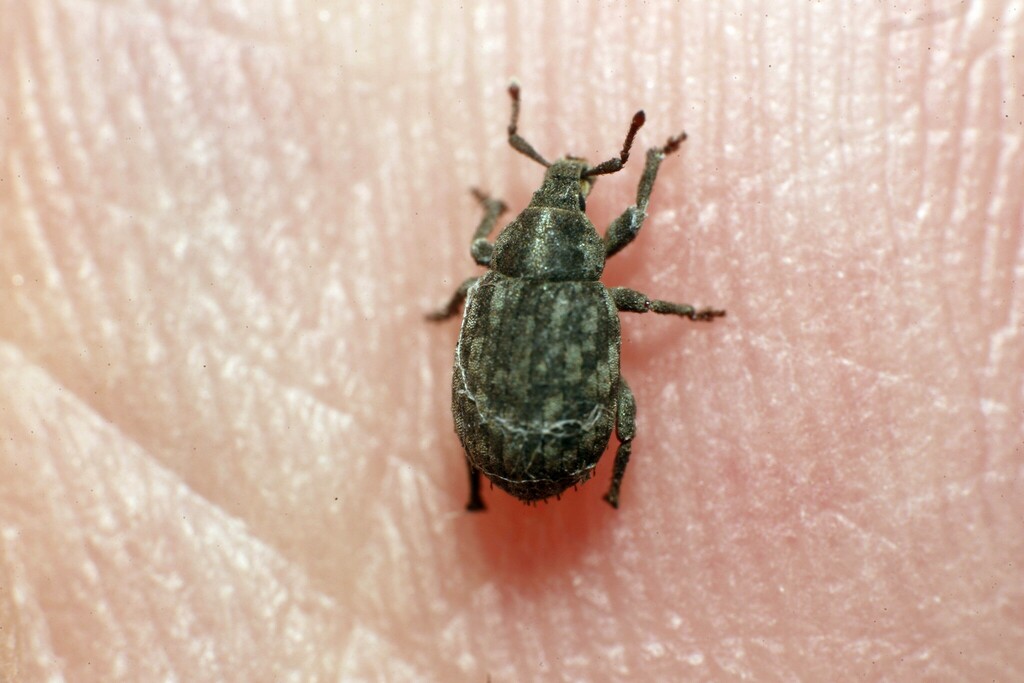 Crusted root weevil from Flensburg, Deutschland on April 7, 2024 at 09: ...