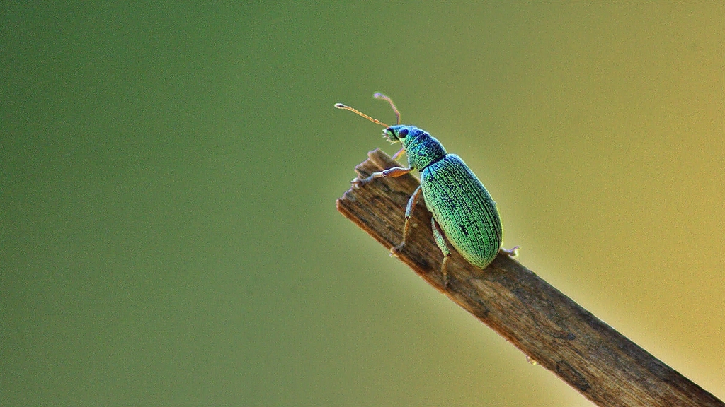 Polydrusus from Eyüpsultan/İstanbul, Türkiye on June 22, 2013 at 04:13 ...