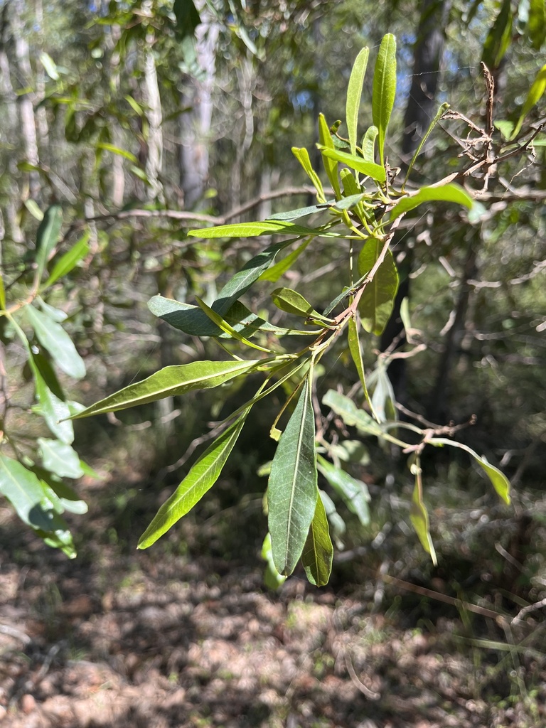 Akeake from Northwest Outer Brisbane, Kholo, QLD, AU on April 8, 2024 ...