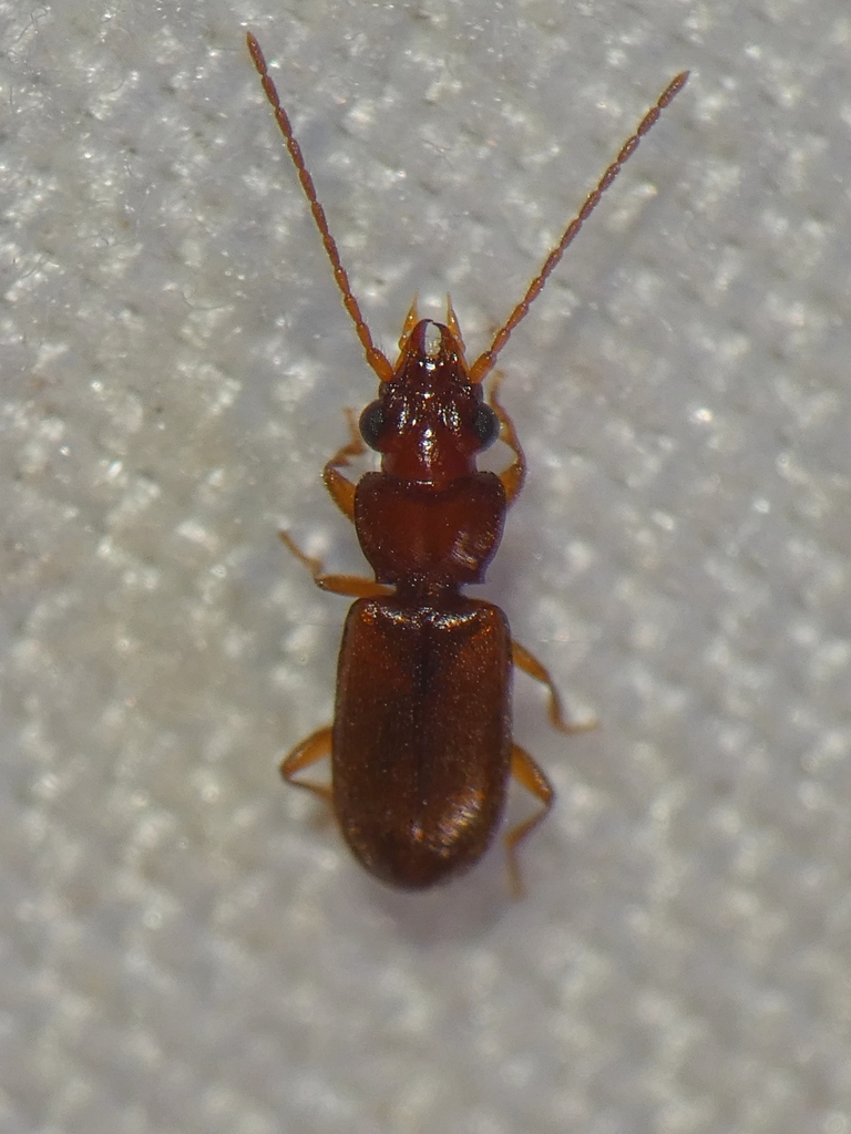 Perileptus from Candlenut on April 8, 2024 at 06:43 PM by Kai Squires ...