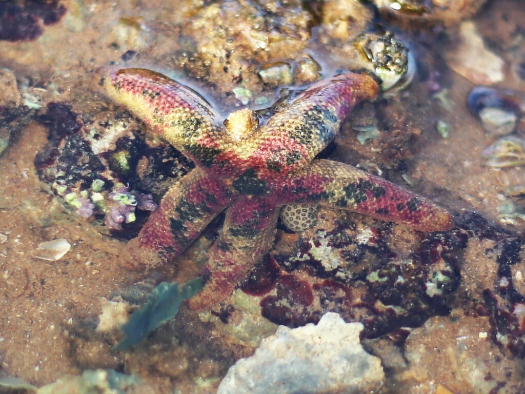 Nepanthia belcheri from Port Hedland WA 6721, Australia on March 16 ...