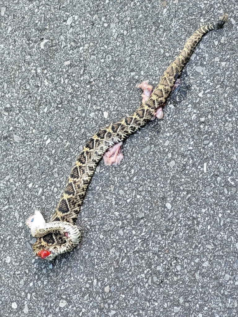 Eastern Diamondback Rattlesnake in April 2024 by Wayne Fidler ...
