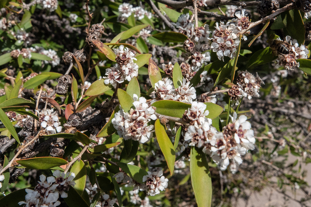 Taxandria from Cheynes WA 6328, Australia on October 28, 2023 at 12:20 ...