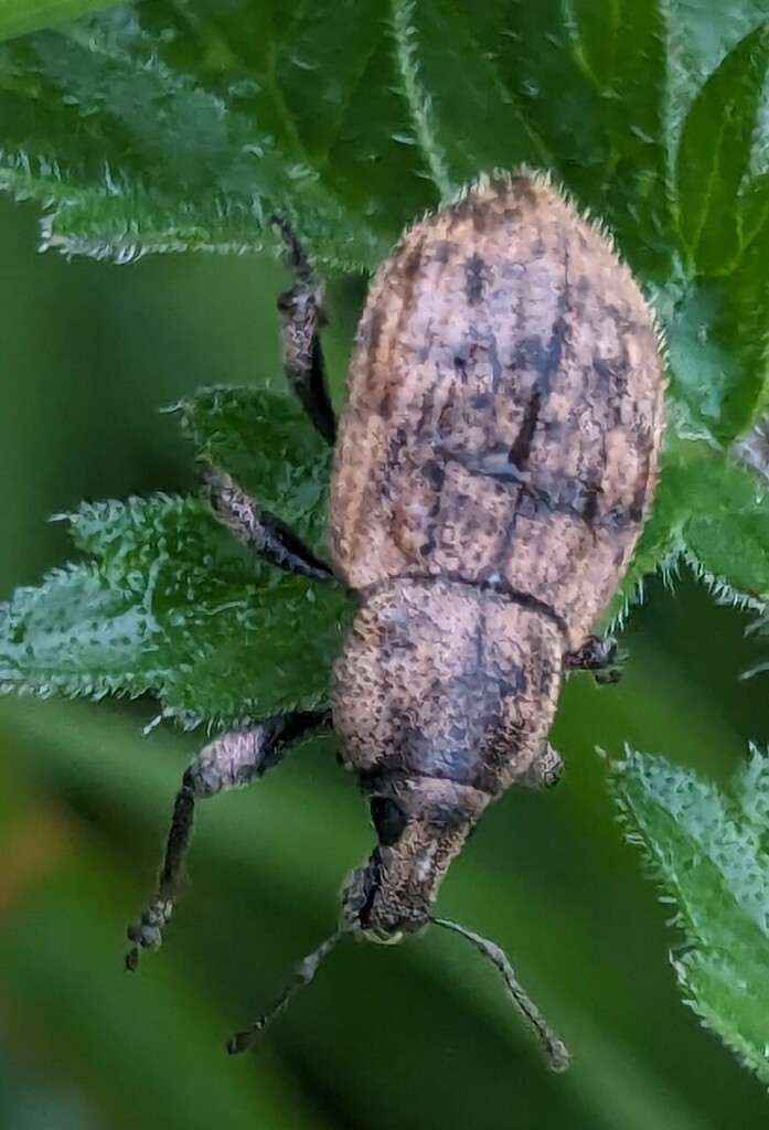 Ground Weevil from Telford and Wrekin, UK on April 8, 2024 at 07:26 AM ...