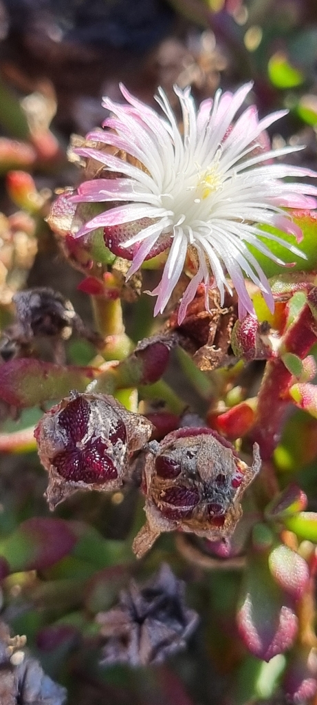 Stone plants from Hessequa Local Municipality, South Africa on April 2 ...