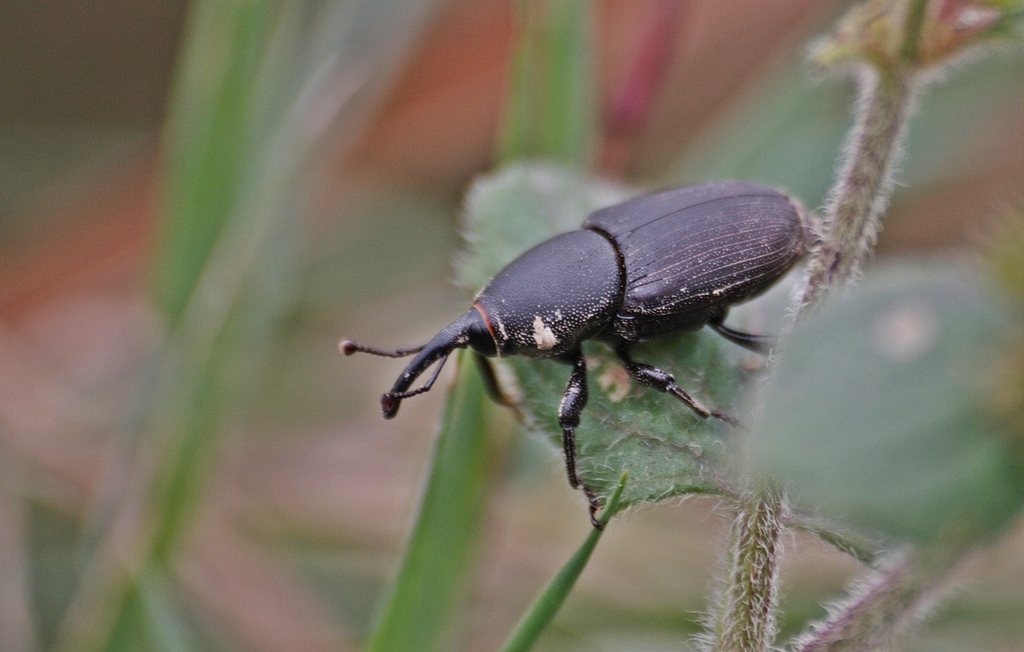 Billbug Weevils from Arnavutköy/İstanbul, Türkiye on October 7, 2017 at ...