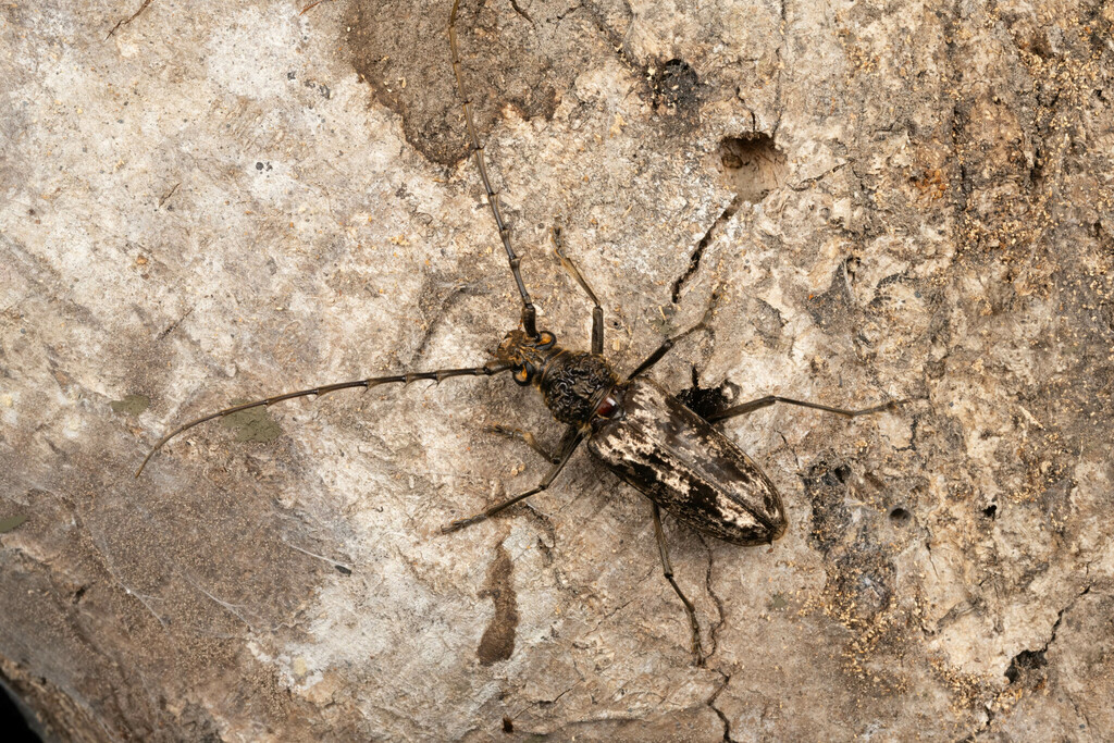 Trirachys indutus from 中国尖峰岭国家森林公园 on April 3, 2024 at 10:32 PM by ...