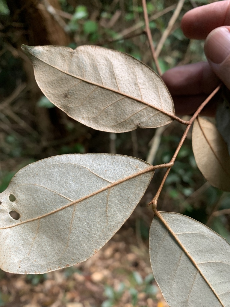 Millaa-Millaa Vine from Crediton State Forest, Eungella, QLD, AU on ...