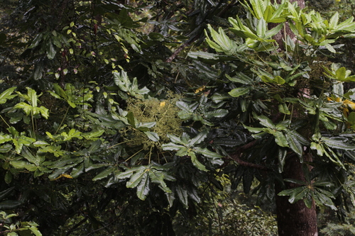 Plerandra osyana · iNaturalist