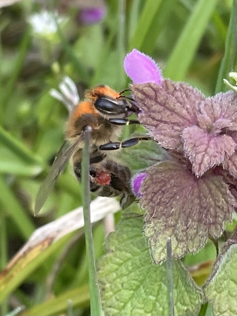 Western Honey Bee from Shawnee Lookout, North Bend, OH, US on April 7 ...