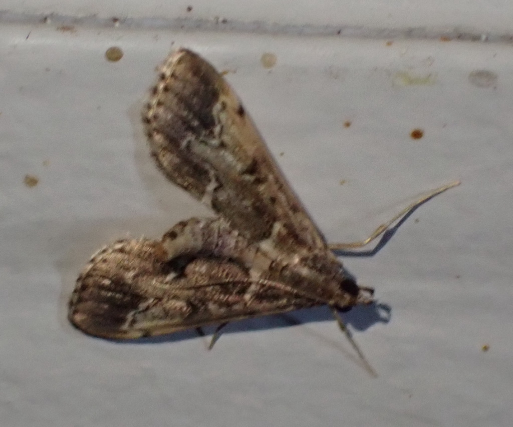 European Pepper Moth from Dark Skyes, de Rust, Garden Route District ...