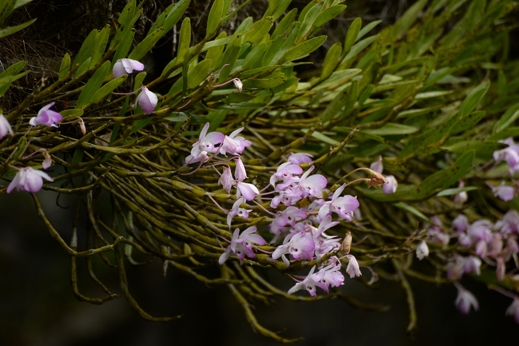 Dendrobium linawianum in April 2024 by lecanorchis · iNaturalist