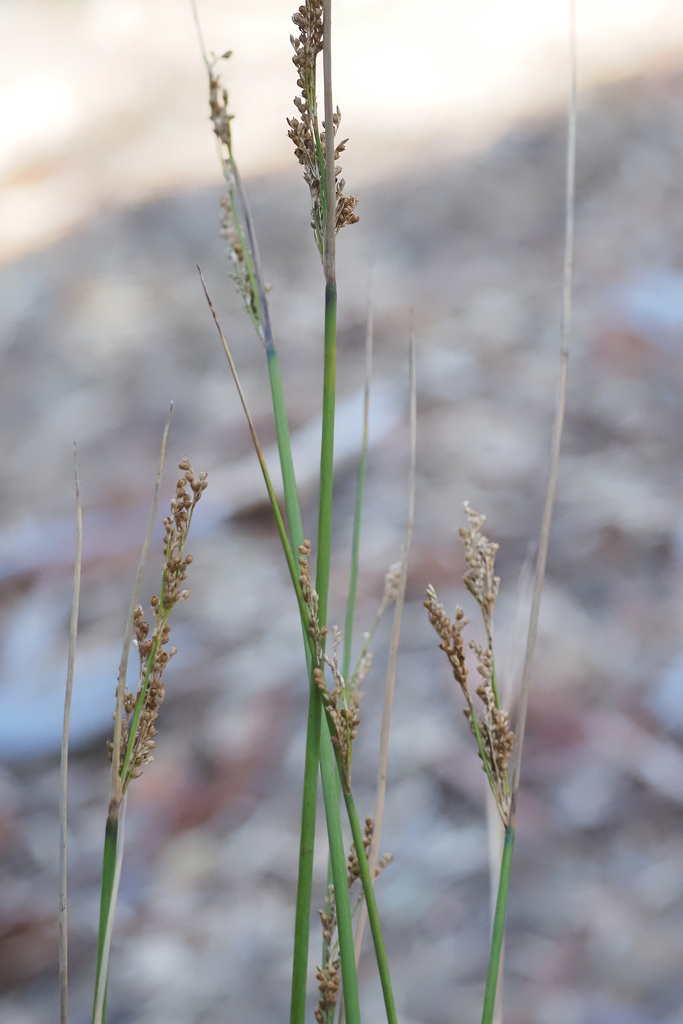 Great Soft-rush from Douglas Scrub, Blewitt Springs SA 5171, Australia ...