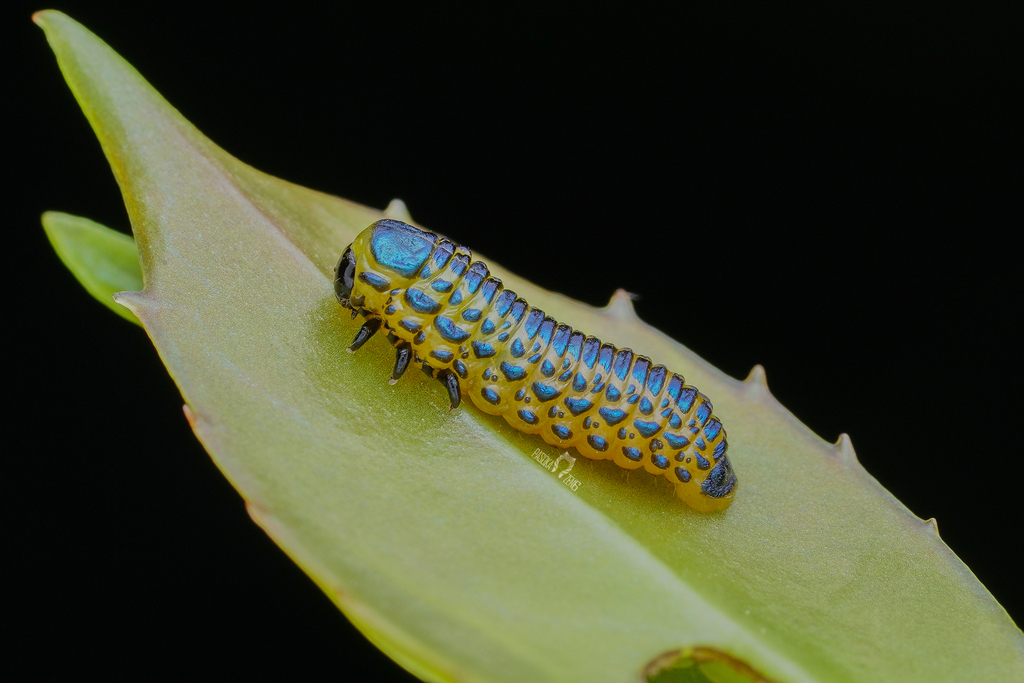 Oides from 中国浙江省衢州市柯城区 on April 5, 2024 at 12:23 PM by 帕索卡 · iNaturalist
