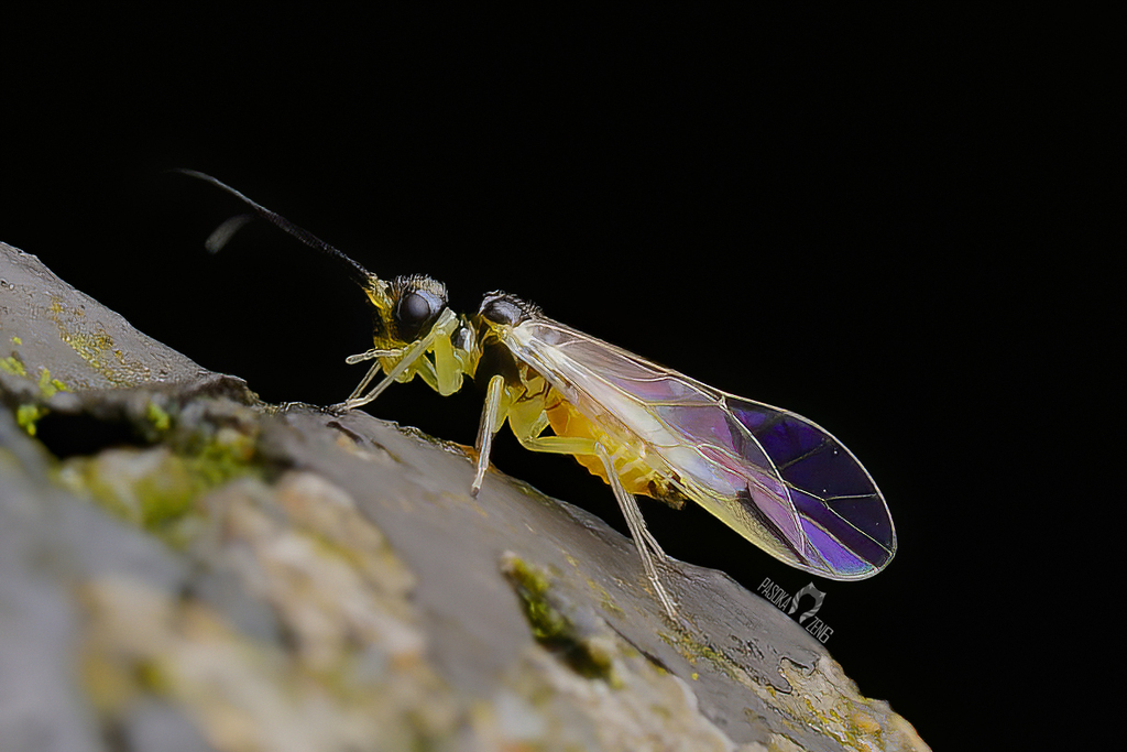 Stenopsocus externus from 中国浙江省衢州市柯城区 on April 5, 2024 at 12:43 PM by ...