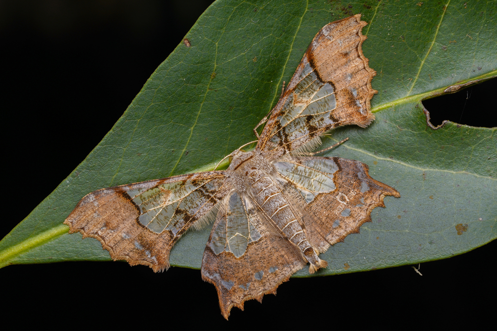 Krananda semihyalina from 中国浙江省衢州市柯城区 on April 05, 2024 at 02:36 PM by ...