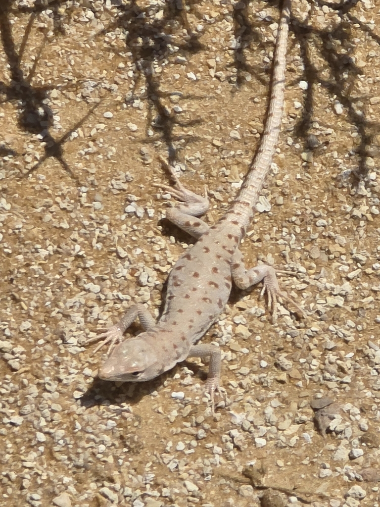 Red-spotted Lizard from Siwa, EG-MT, EG on April 8, 2024 at 12:17 PM by ...