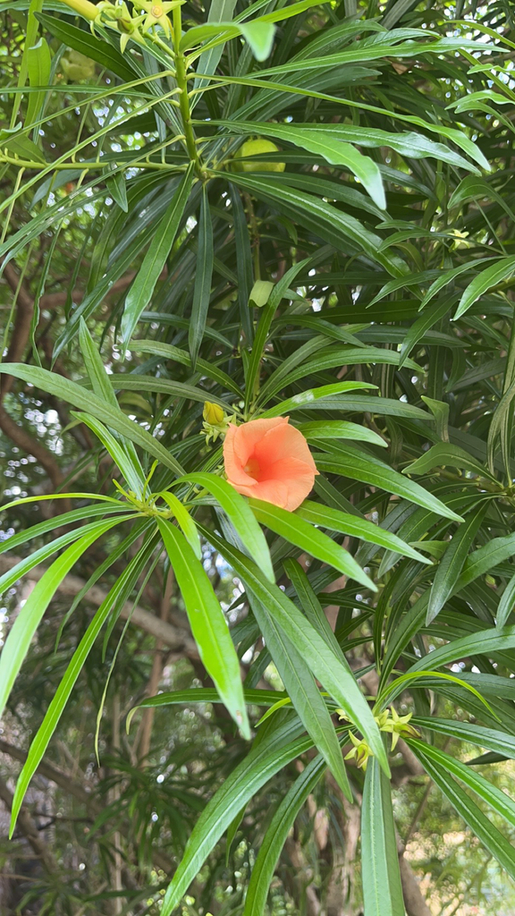 Be-still tree from Belombre, SC on April 8, 2024 at 02:00 PM by ...