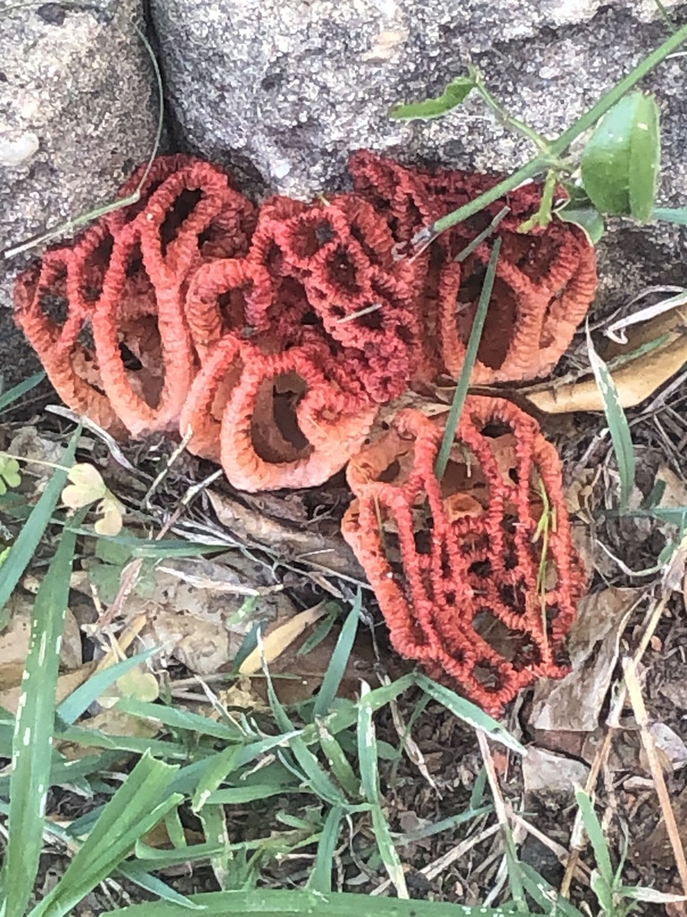 Craypot Stinkhorn from Grove Rd, Edens Landing, QLD, AU on March 21 ...