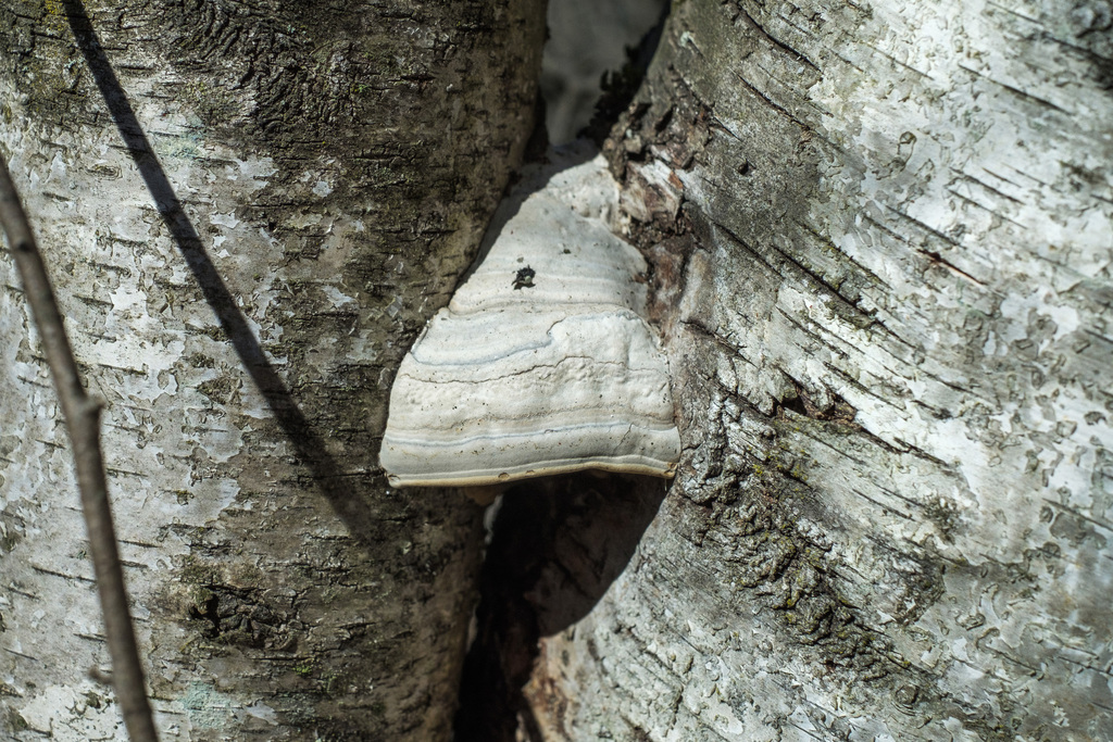 Tinder Polypore from Dewberry Trail, Dolman Ridge Rd, Orléans, ON K1C ...