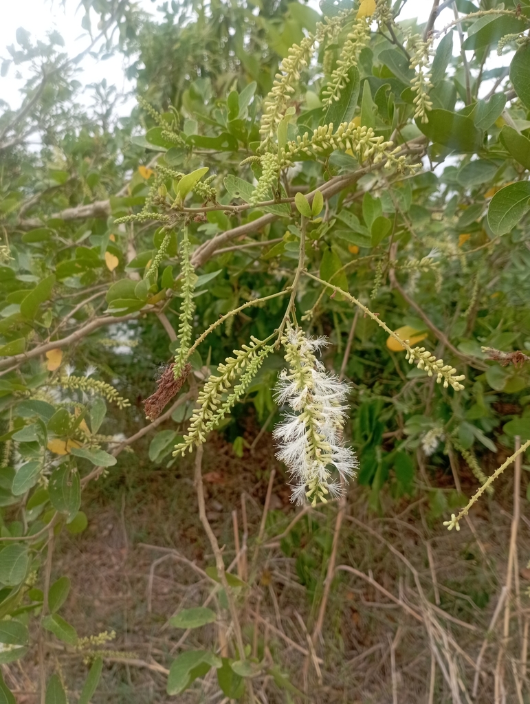 Pithecellobium lanceolatum from Montería, Córdoba, Colombia on April 8 ...