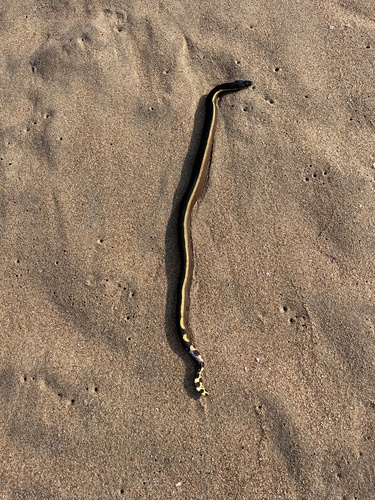 Yellow-bellied Sea Snake (Hydrophis platurus) - Snakes and Lizards
