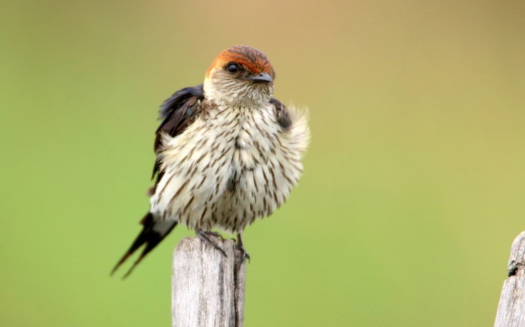 Greater Striped Swallow from Greater Nigel, Nigel, 1496, South Africa ...