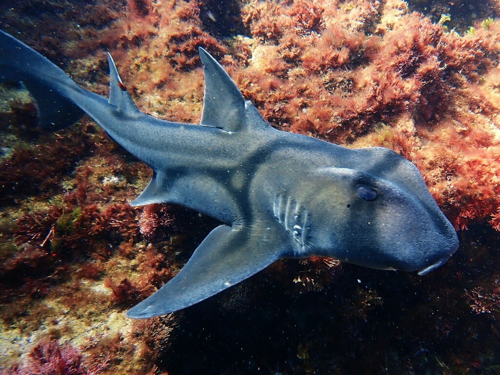 Port Jackson Shark (Heterodontus portusjacksoni) - Marine Life ...