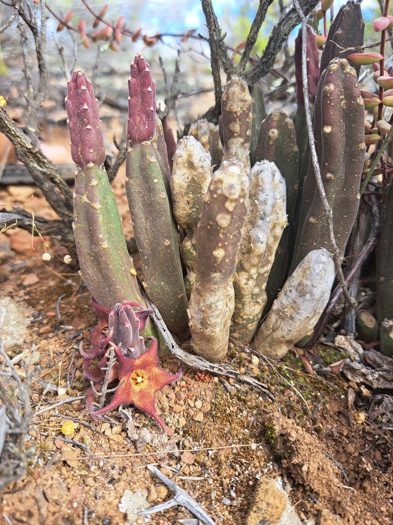 Stapelia rufa from Swellendam Local Municipality, South Africa on ...