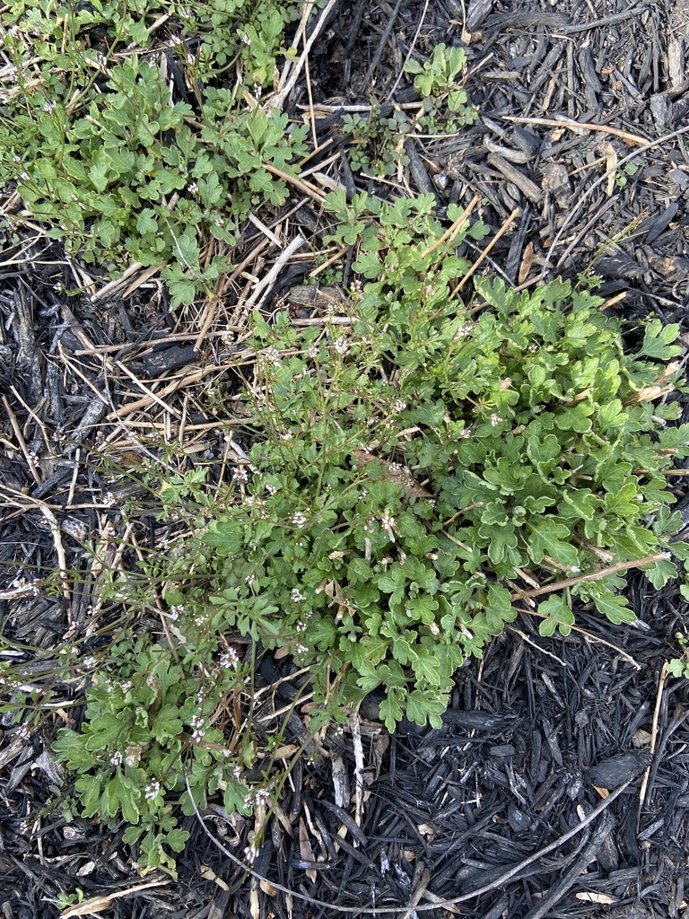 Bittercresses and Toothworts from Sandcastle Ct, Olney, MD, US on April ...