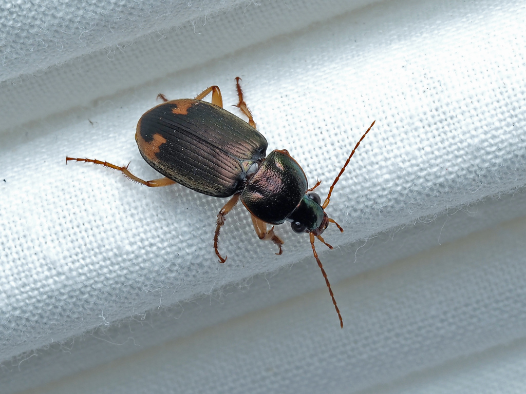 Chlaenius hamifer from Shorncliffe, Brisbane QLD, Australia on April 8 ...