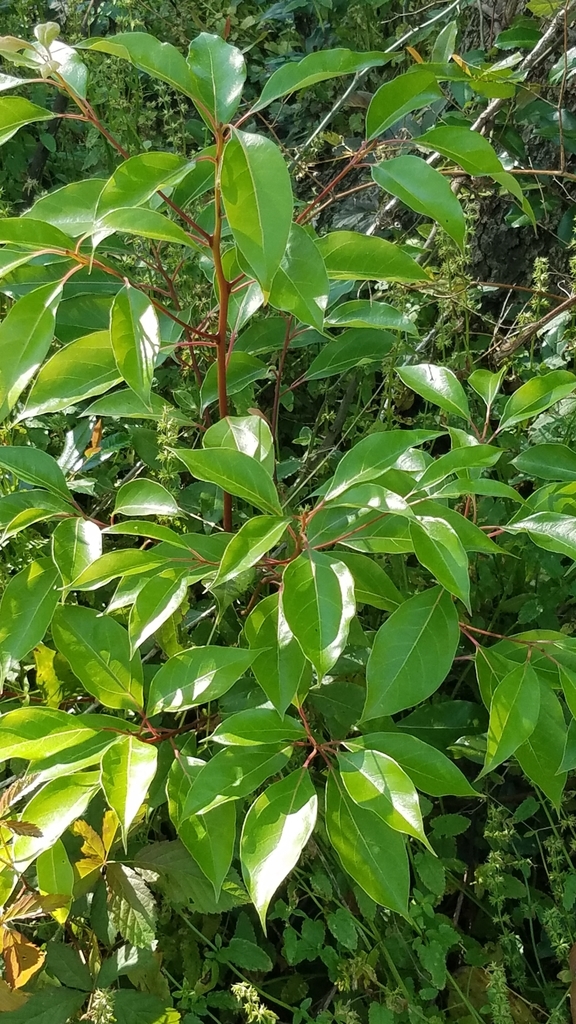 Camphor Tree from 2311 Green Timbers Trail, Tallahassee, FL 32304, USA ...