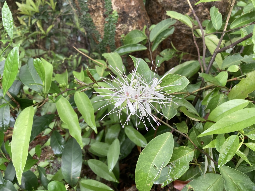 Capparis acutifolia from Tai Mo Shan Country Park, Tai Mo Shan, Hong ...