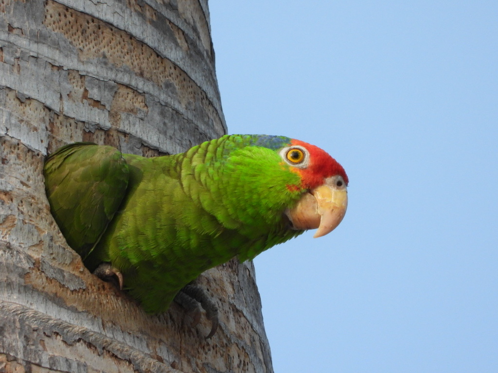 Red-crowned Parrot in April 2024 by vachy · iNaturalist