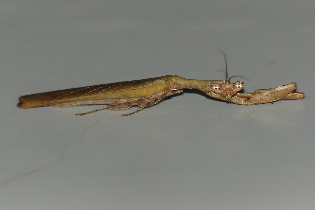 Thai Boxer Mantis from RW8F+PJ9 Montha Than Waterfall Trailhead, Tambon ...