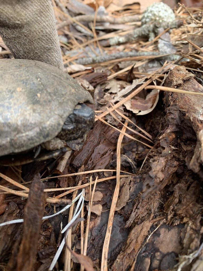 Southeastern Mud Turtle from Newfield, NJ, US on April 6, 2024 at 11:15 ...