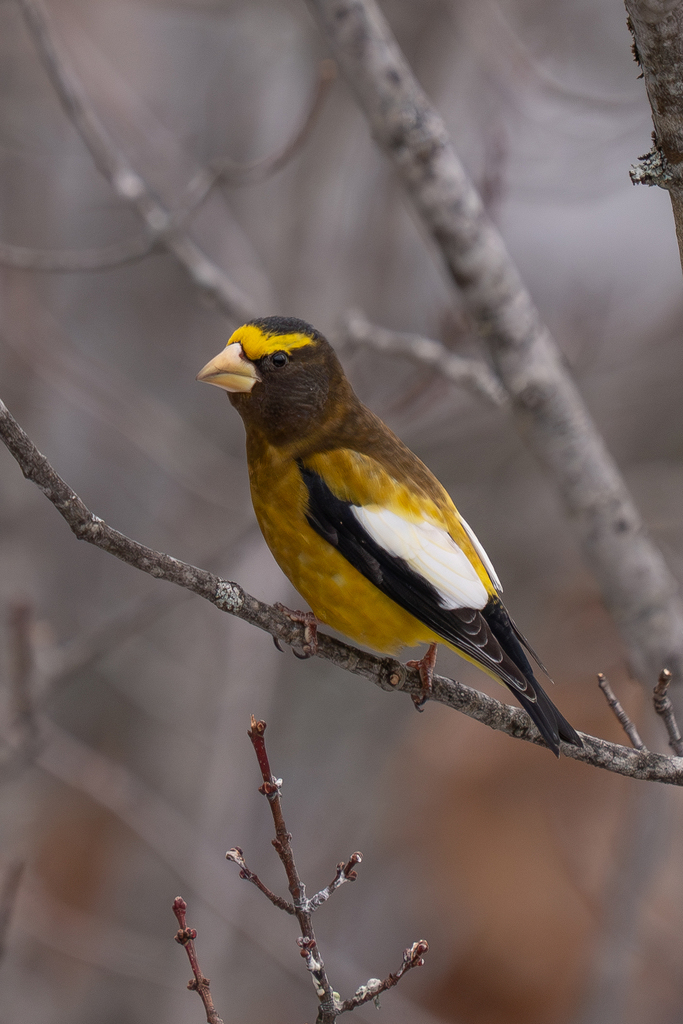 Evening Grosbeak from Nipissing District, ON, Canada on February 23 ...