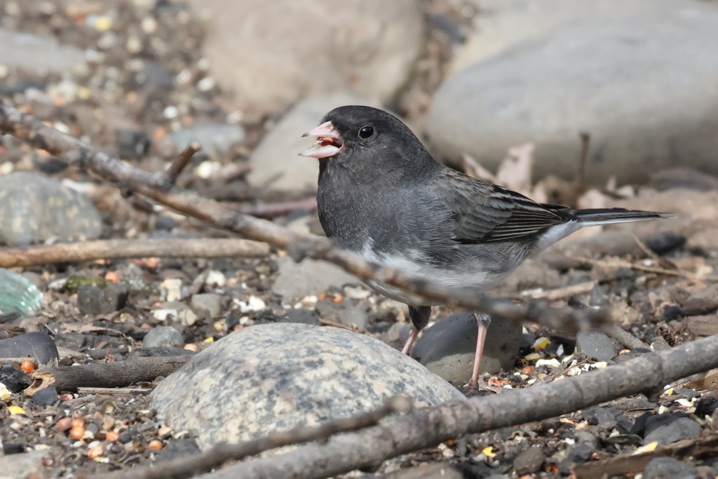 Dark-eyed Junco from Yakima, WA, USA on February 25, 2024 at 01:21 PM ...