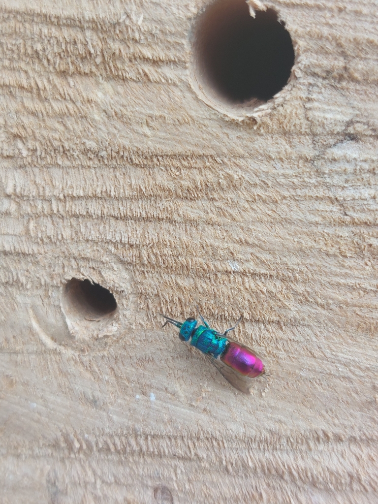 Chrysis terminata from Oberdöbling, 1190 Wien, Österreich on 08 April ...