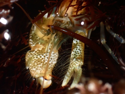 Camarón Pistola Gritón (Alpheus clamator)