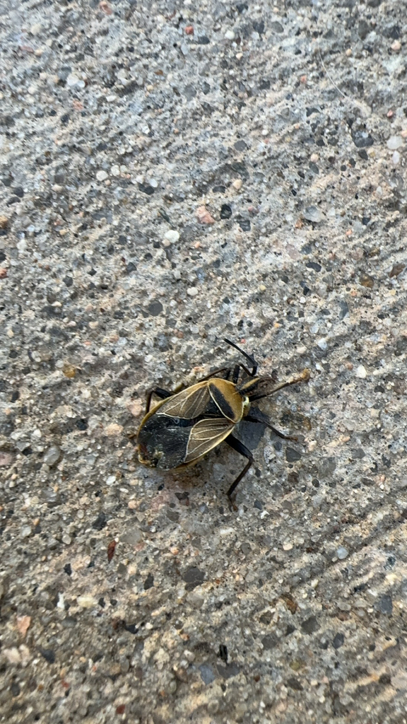 Cactus Coreid Bug from Manitou Springs on April 8, 2024 at 08:55 AM by ...