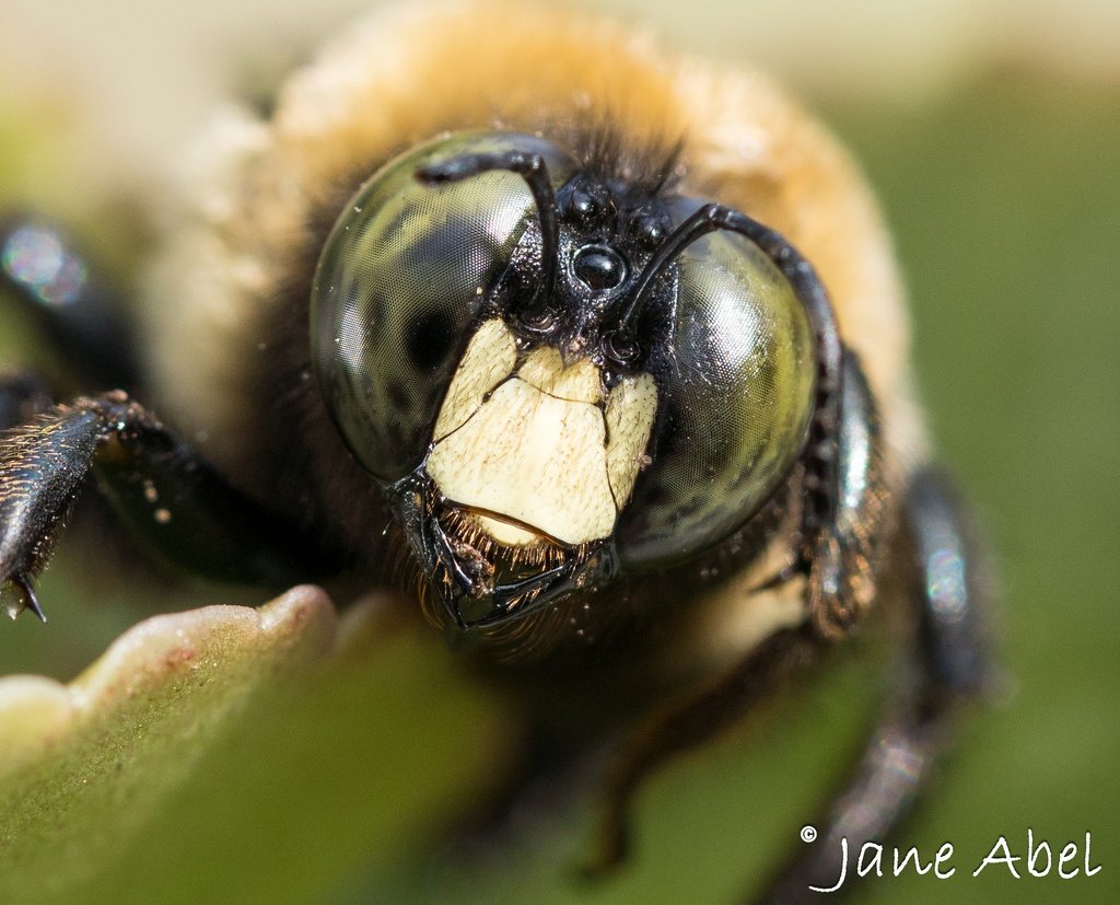 Eastern Carpenter Bee from Richland, WA, USA on April 6, 2024 at 08:26 ...