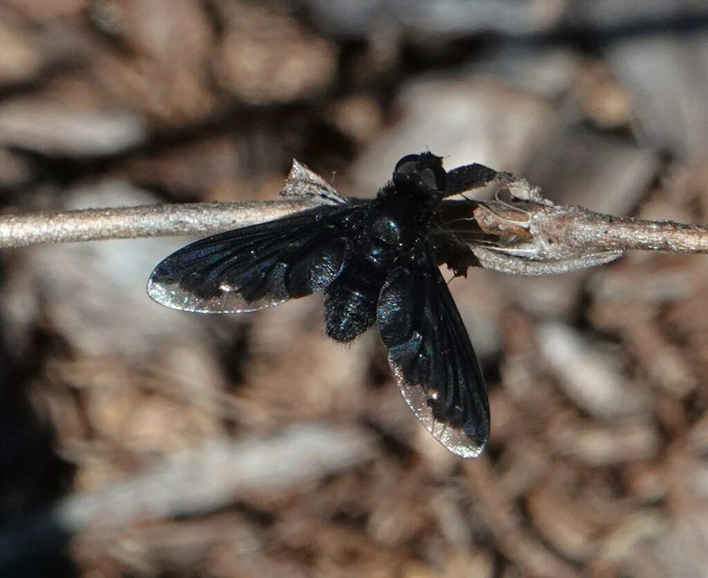Black Bee Fly from Mike Sugar Acres, FL 34667, USA on April 7, 2024 at ...